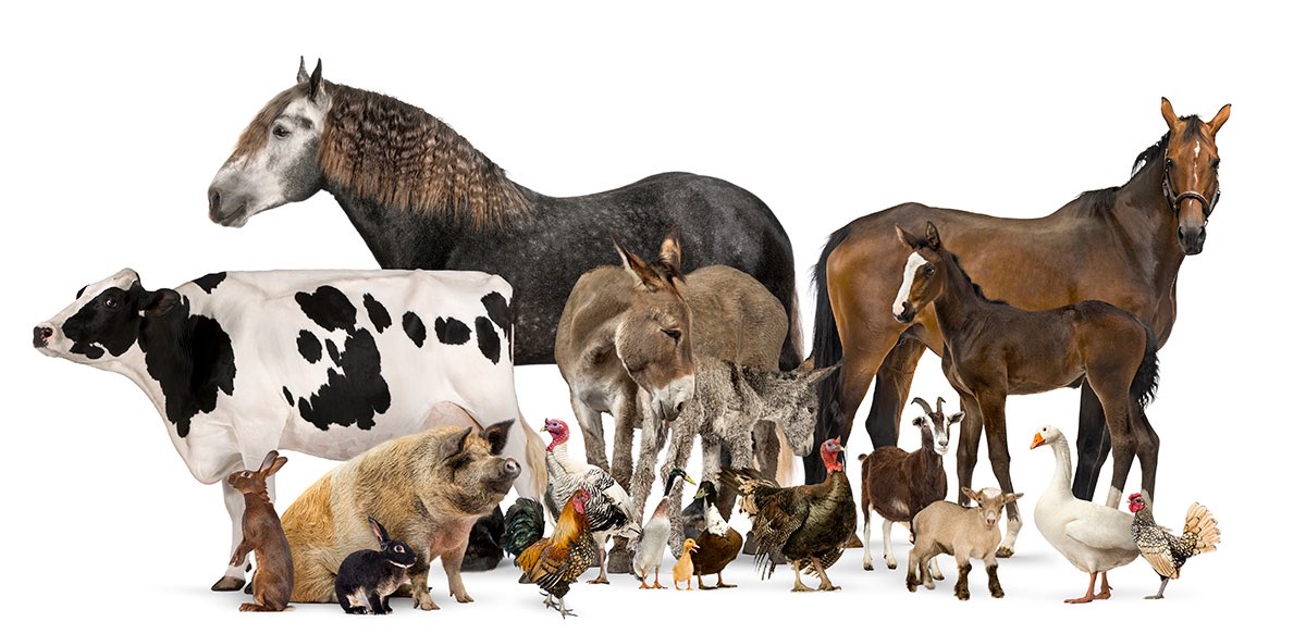 Provita Products – Provita Animal Health