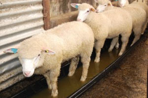 Foot bathing sheep – the protocols to follow – Provita Animal Health