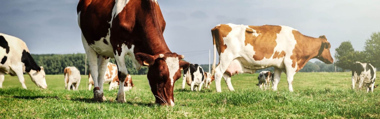 Cattle Products – Provita Animal Health